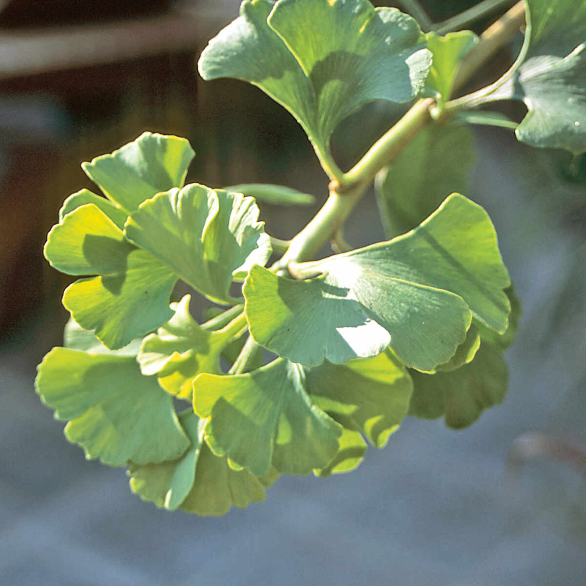 Ginkgo Baum Pflege