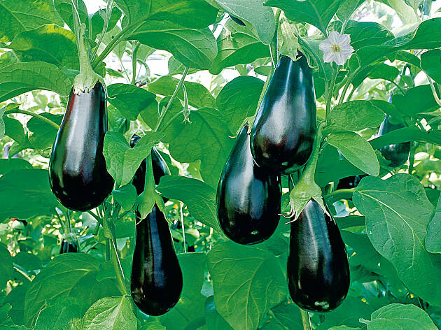 Auberginen: Mediterrane Eierfrüchte