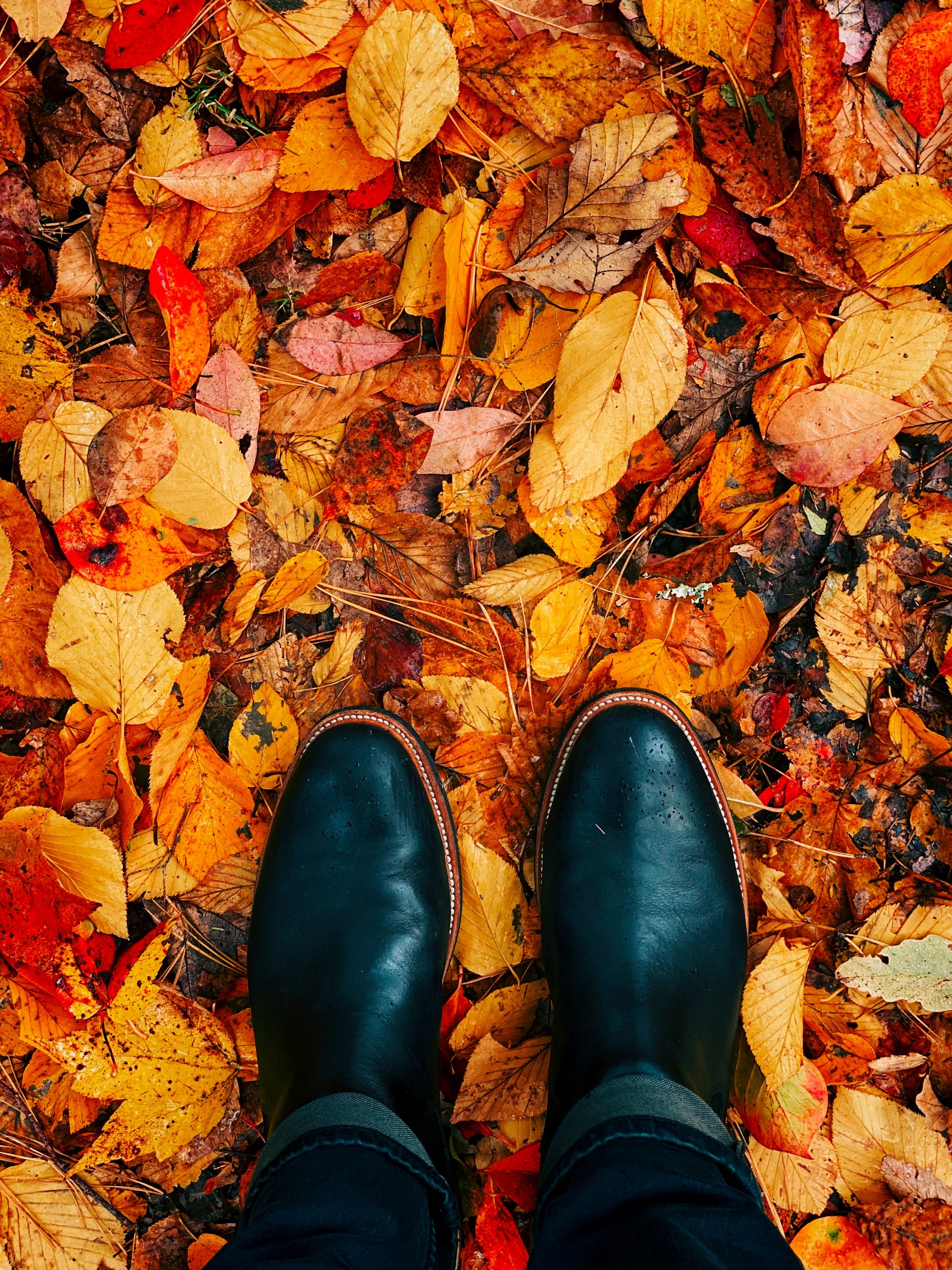 Laub als Winterschutz: So nutzen Sie Herbstlaub im Garten richtig